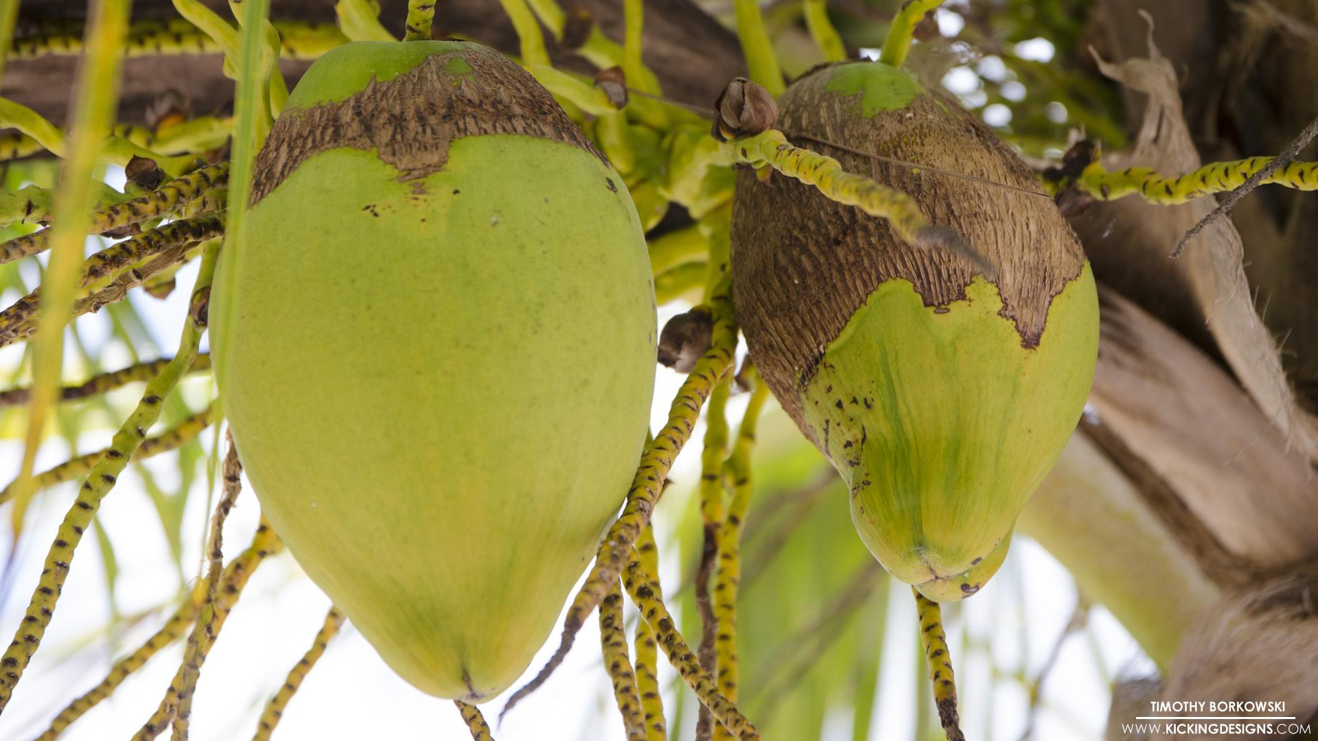 Green Coconut Wallpapers - Top Free Green Coconut Backgrounds ...