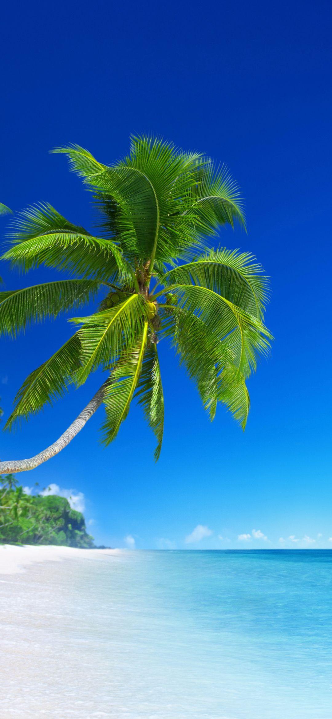 Coconut Beach Wallpapers - Top Free Coconut Beach Backgrounds ...