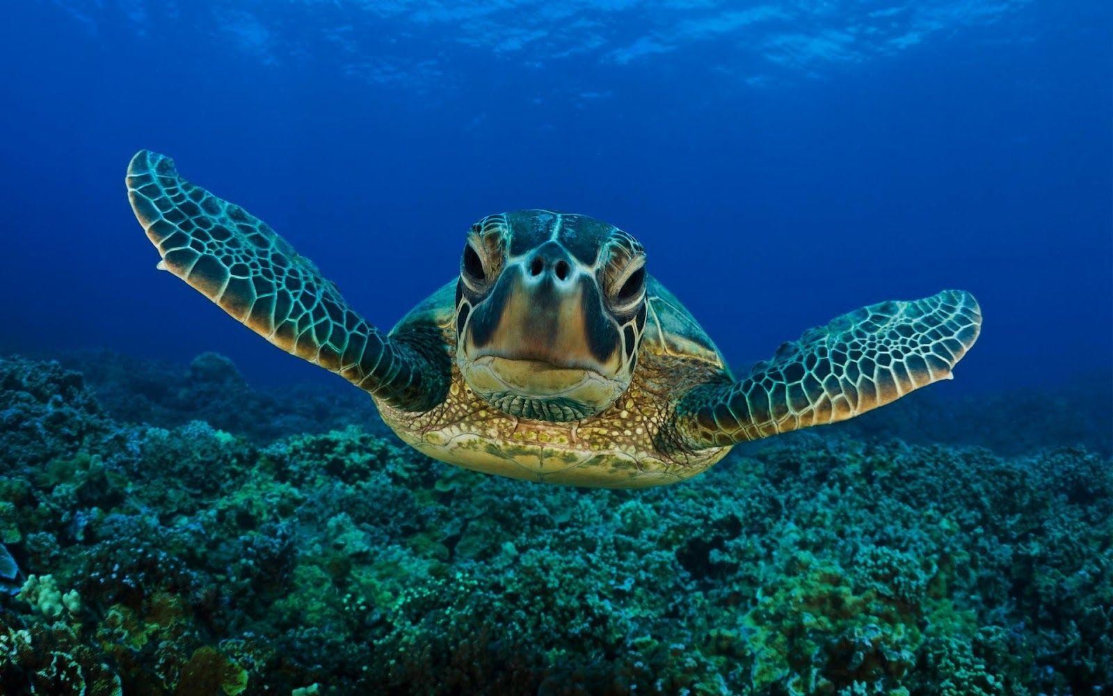 Green Sea Turtle Wallpapers - Top Free Green Sea Turtle Backgrounds ...
