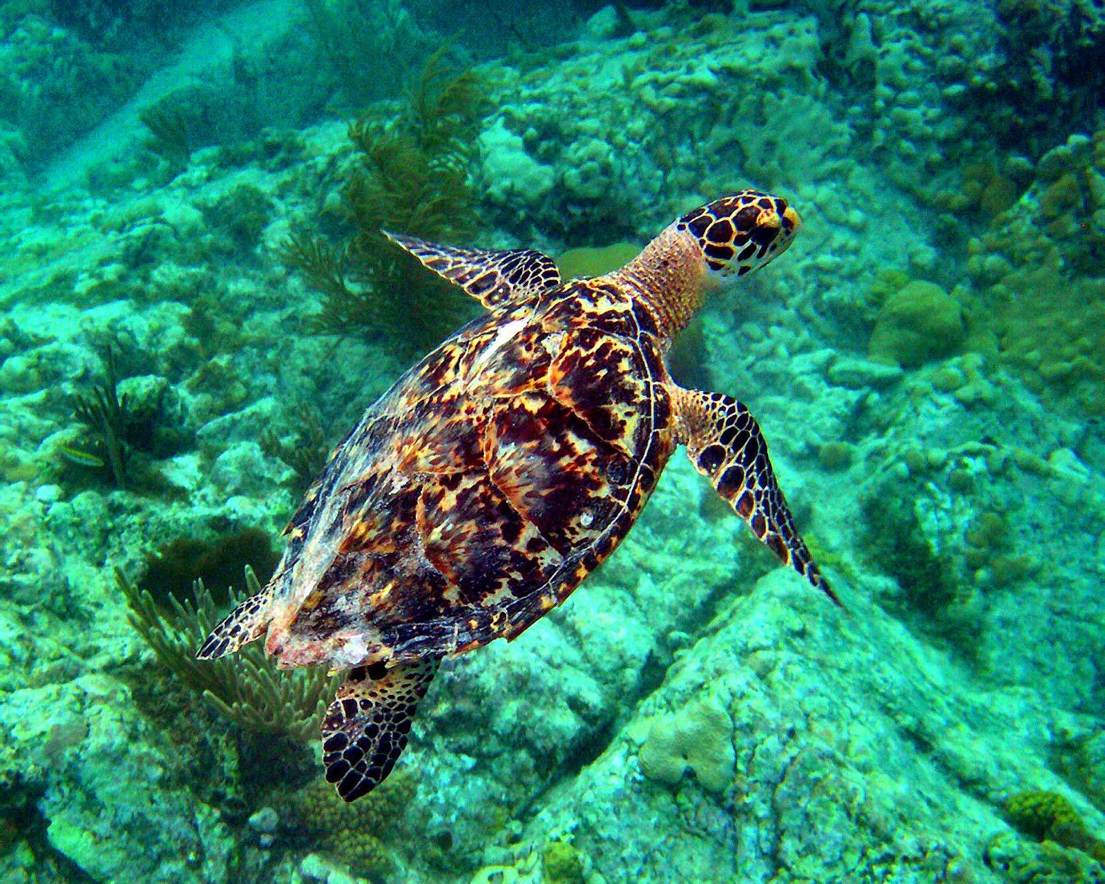 Green Sea Turtle Wallpapers - Top Free Green Sea Turtle Backgrounds ...