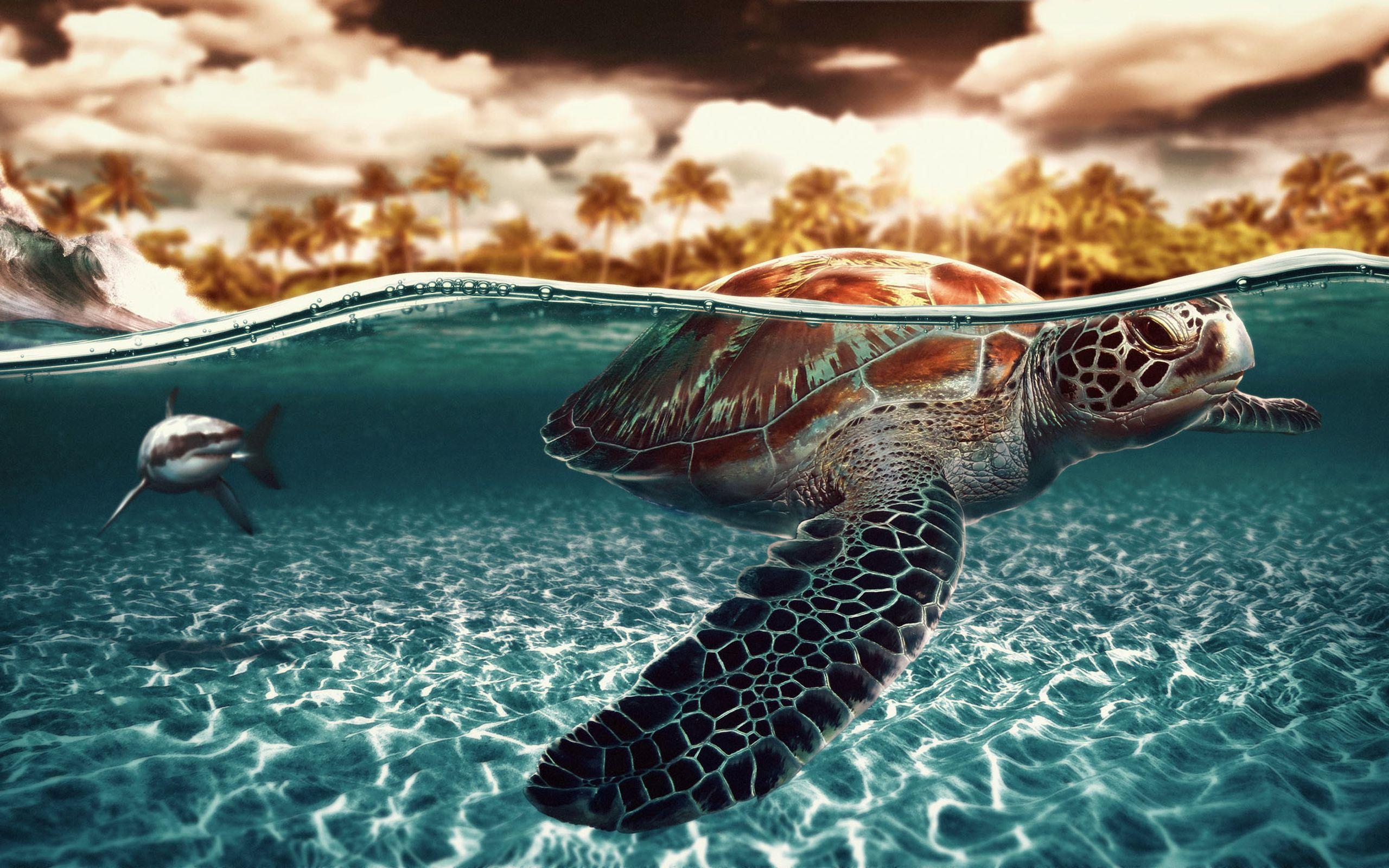 Green Sea Turtle Wallpapers - Top Free Green Sea Turtle Backgrounds ...