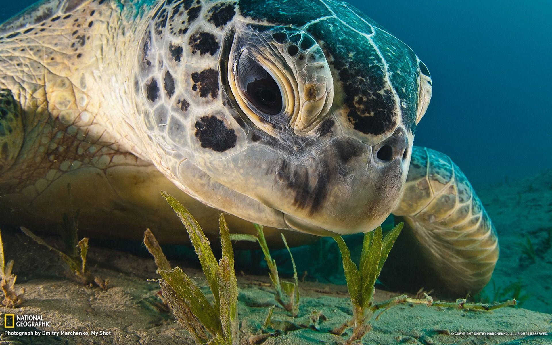 Green Sea Turtle Wallpapers - Top Free Green Sea Turtle Backgrounds ...