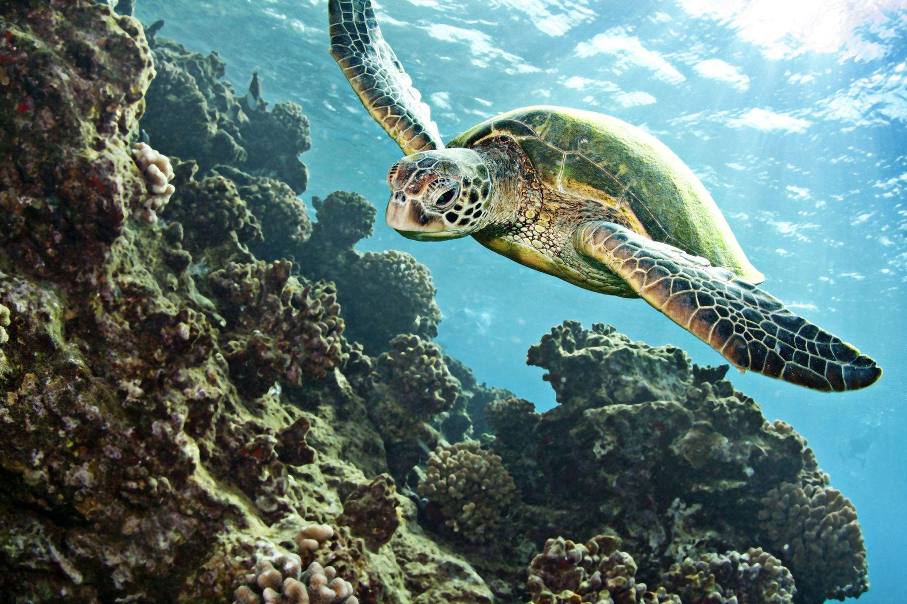 Green Sea Turtle Wallpapers - Top Free Green Sea Turtle Backgrounds ...