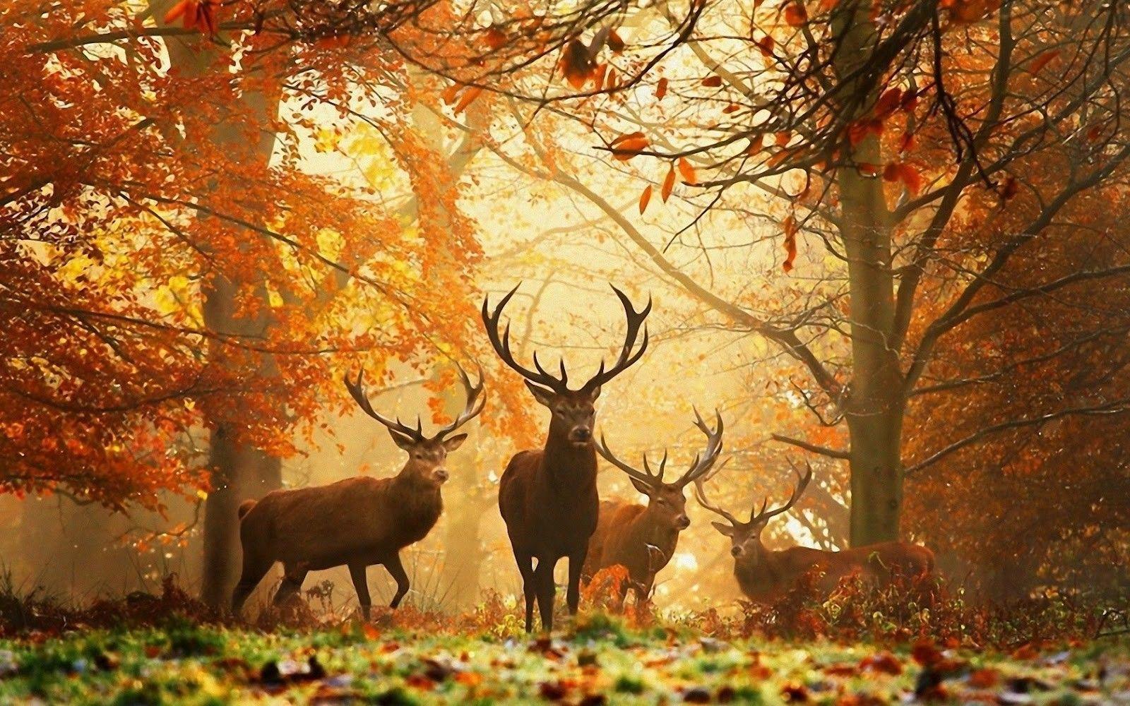 Wildlife and Nature HD Wallpapers - Top Free Wildlife and Nature HD ...