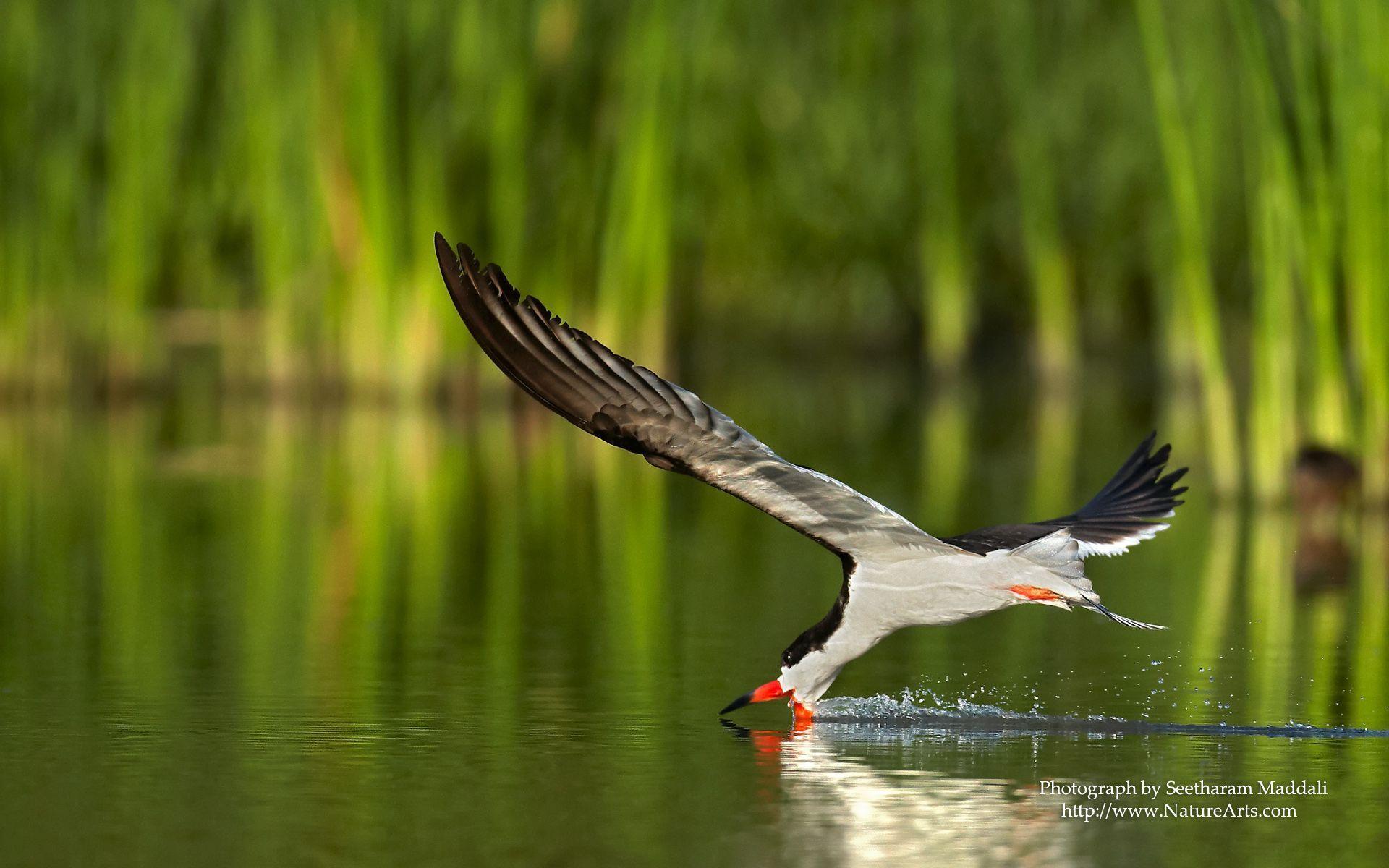 Wildlife Computer Wallpapers - Top Free Wildlife Computer Backgrounds ...