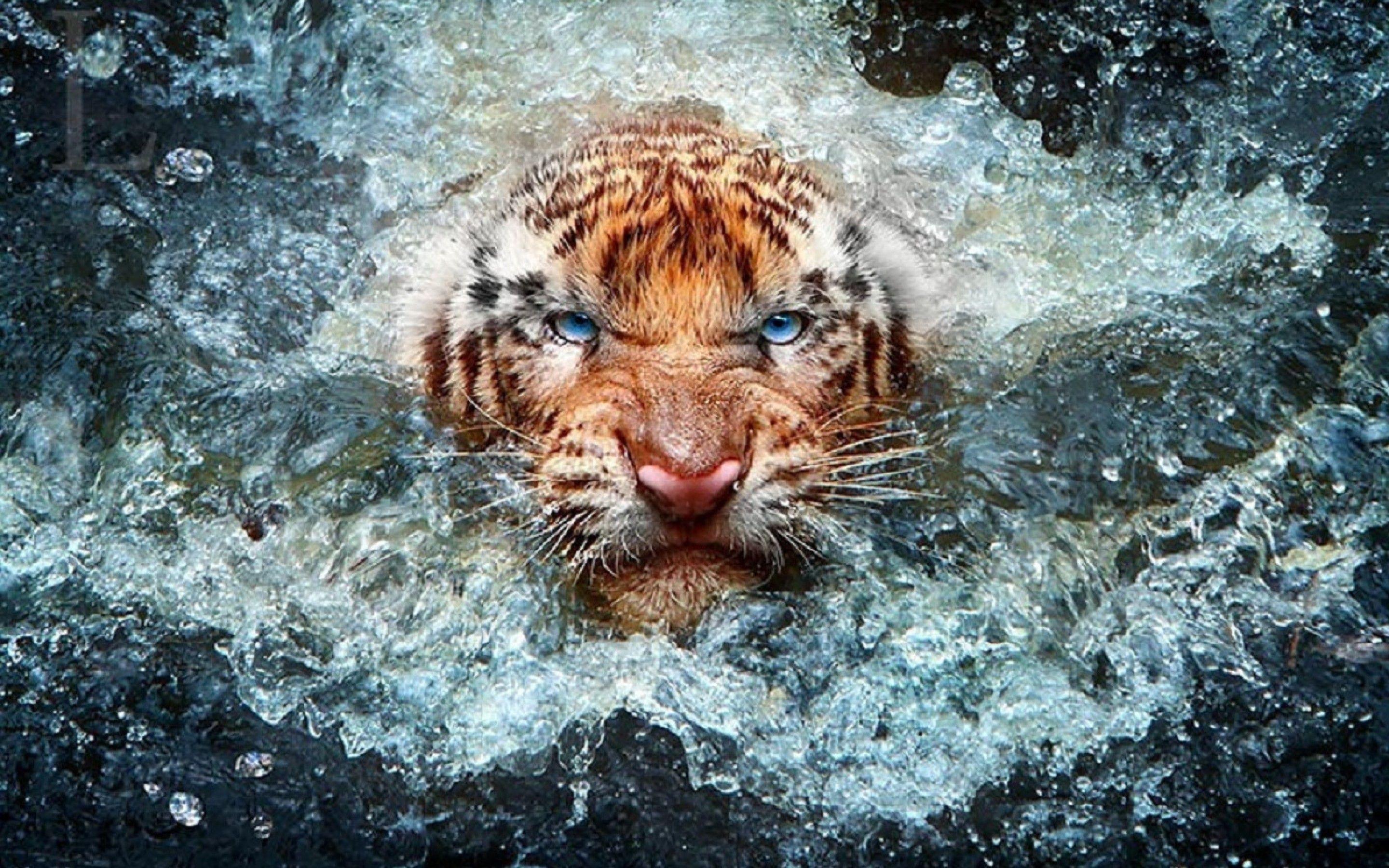 Wildlife Computer Wallpapers - Top Free Wildlife Computer Backgrounds ...