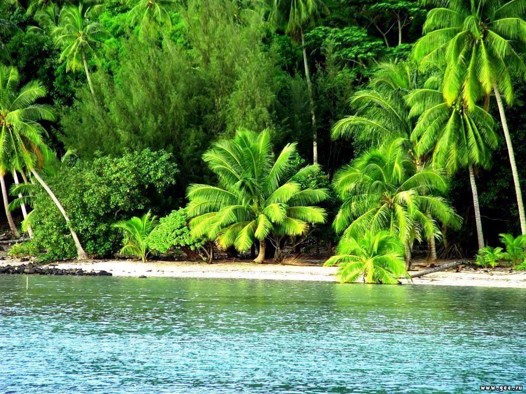 Beach Animal Wallpapers - Top Free Beach Animal Backgrounds ...
