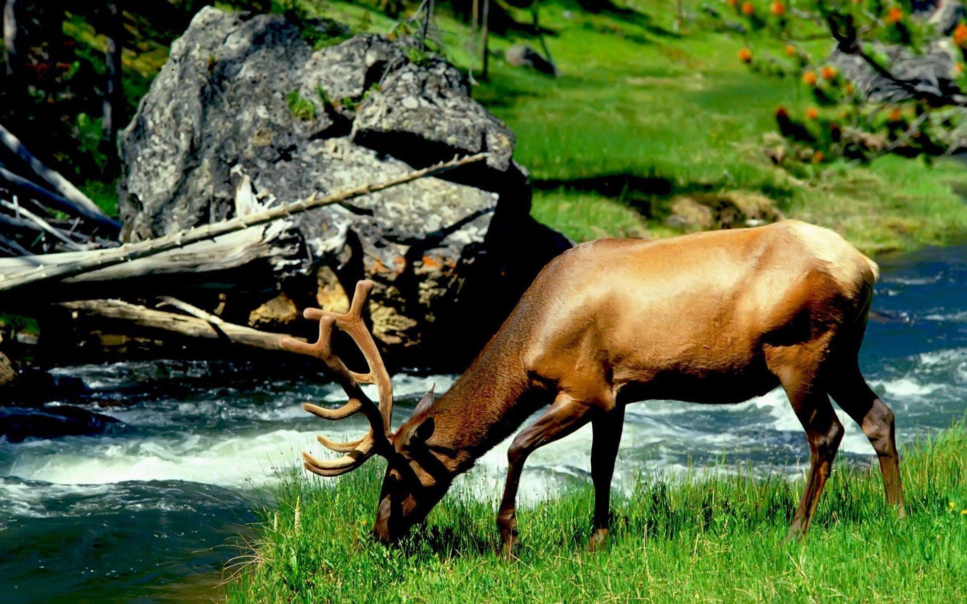 Wildlife Computer Wallpapers - Top Free Wildlife Computer Backgrounds ...
