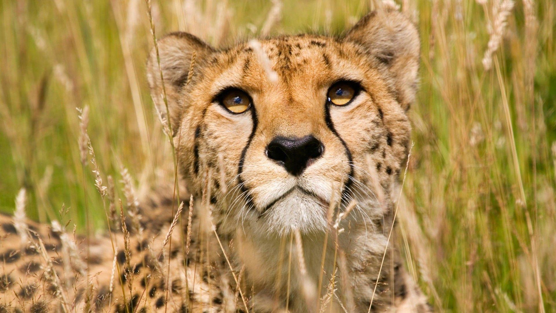 Wildlife Computer Wallpapers - Top Free Wildlife Computer Backgrounds ...