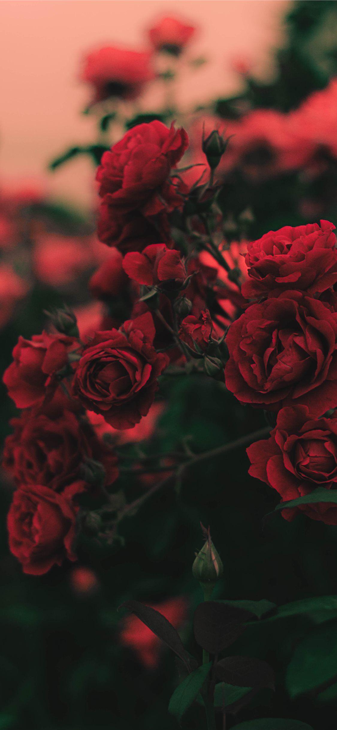 Red Roses iPhone Wallpapers - Top Free Red Roses iPhone Backgrounds ...