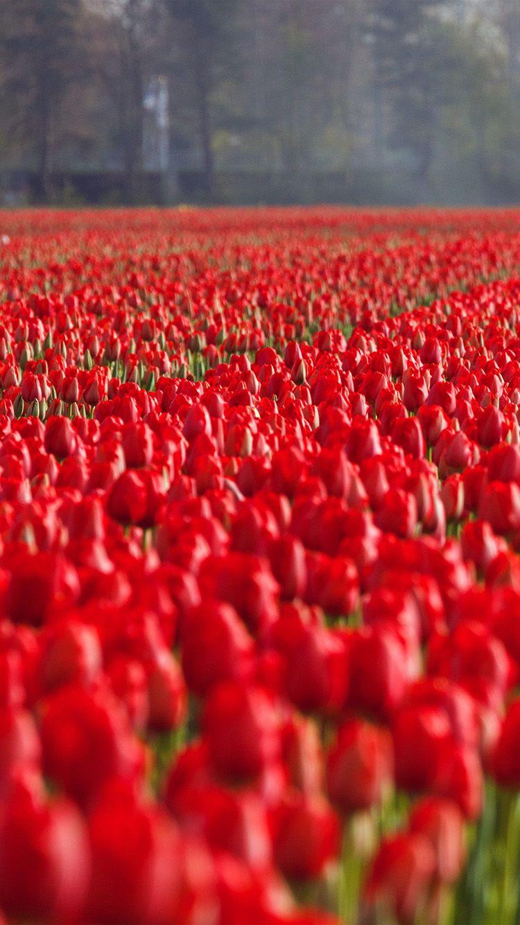 Red Roses iPhone Wallpapers - Top Free Red Roses iPhone Backgrounds ...