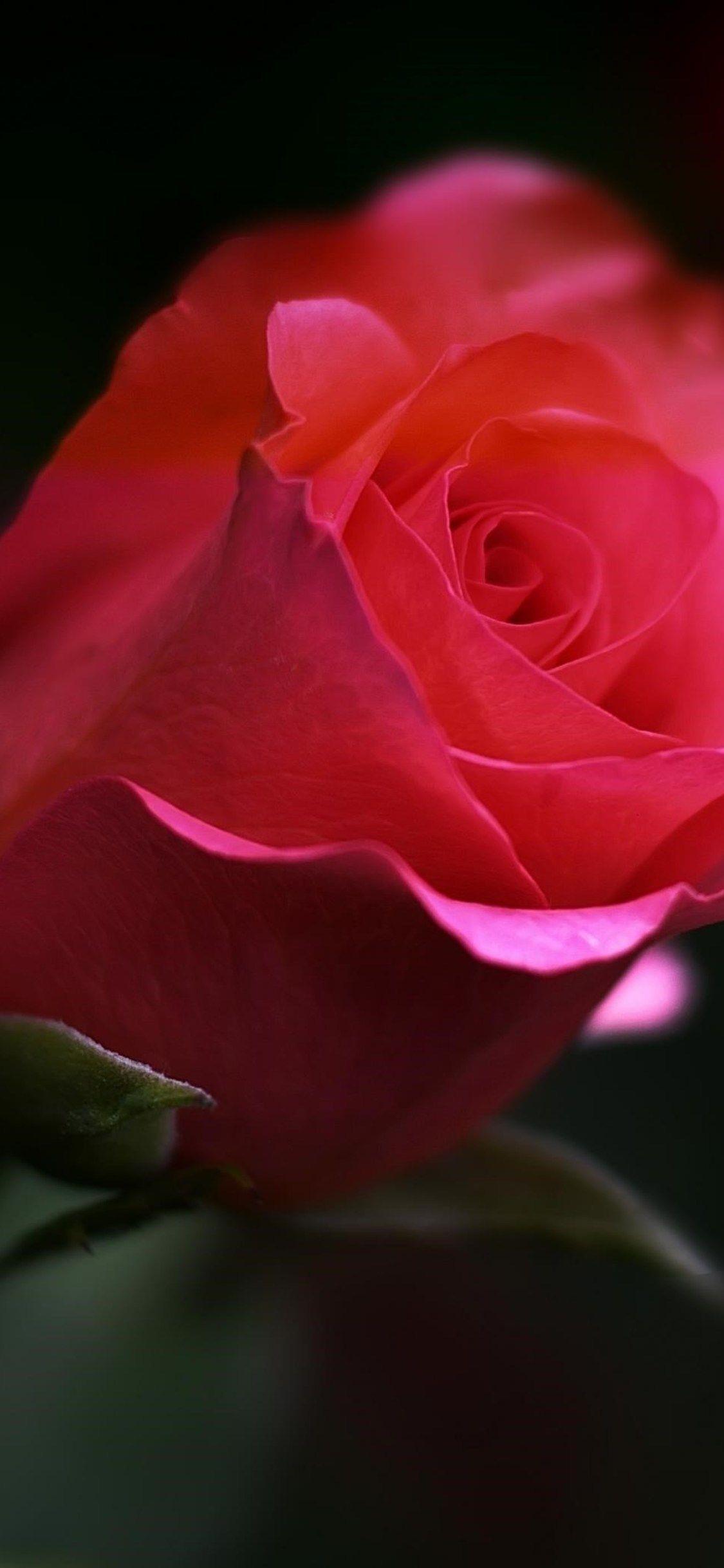 Red Roses iPhone Wallpapers - Top Free Red Roses iPhone Backgrounds ...