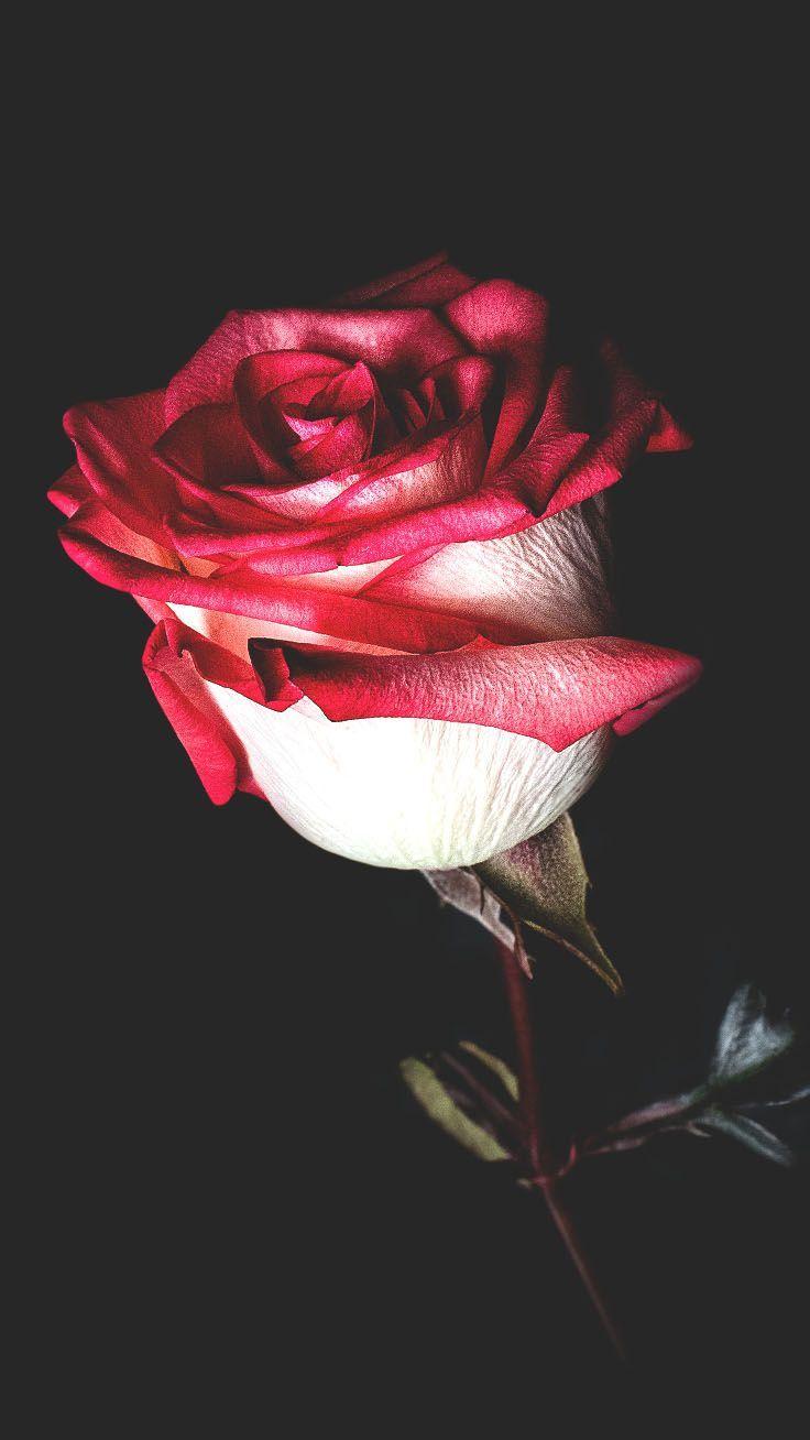 Red Roses iPhone Wallpapers - Top Free Red Roses iPhone Backgrounds ...