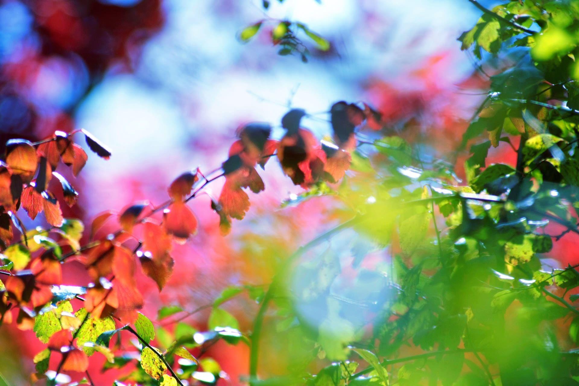 Cool Colorful Nature Wallpapers - Top Free Cool Colorful Nature ...