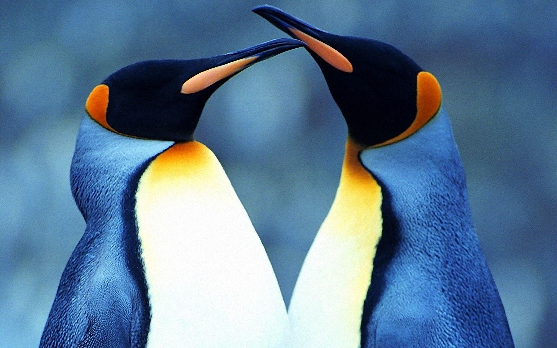 Colorful Penguin Wallpapers - Top Free Colorful Penguin Backgrounds ...
