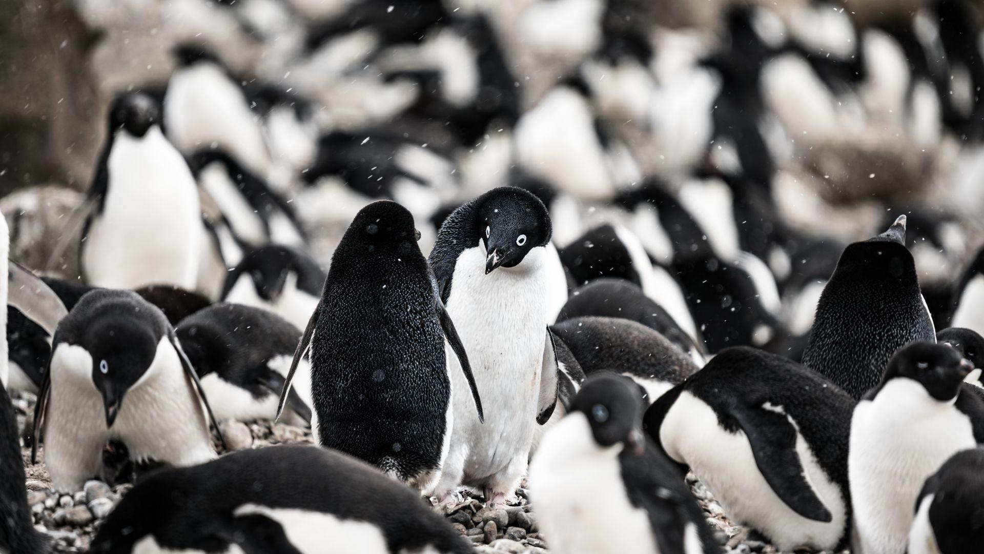 Penguin Laptop Wallpapers - Top Free Penguin Laptop Backgrounds ...