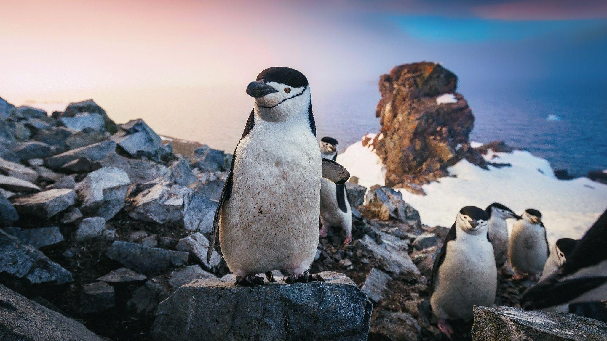 Colorful Penguin Wallpapers - Top Free Colorful Penguin Backgrounds ...