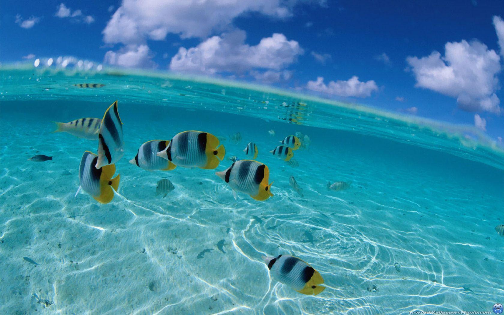 Half Water Wallpapers - Top Free Half Water Backgrounds - WallpaperAccess