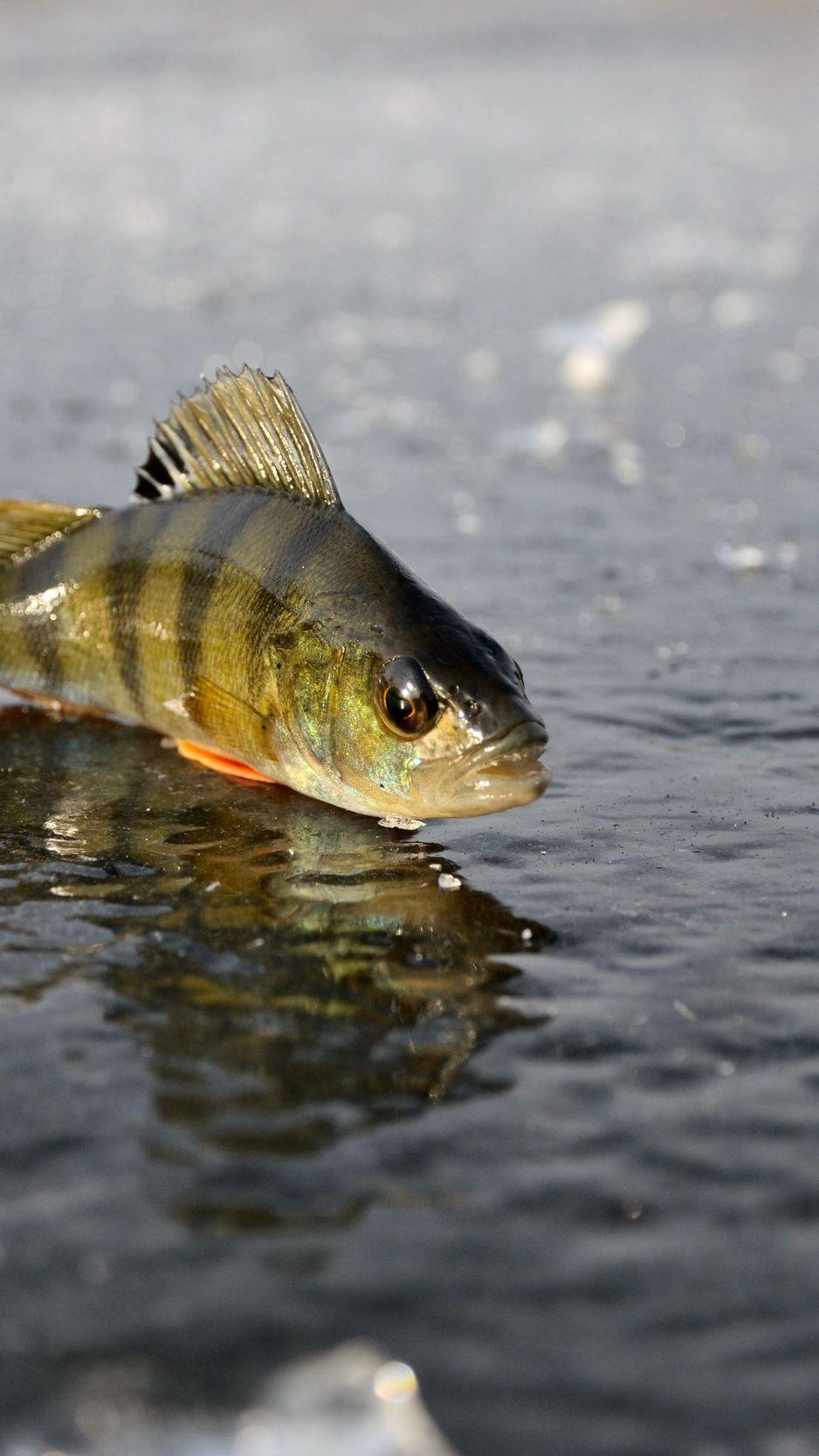 Ice Fishing Wallpapers - Top Free Ice Fishing Backgrounds - WallpaperAccess