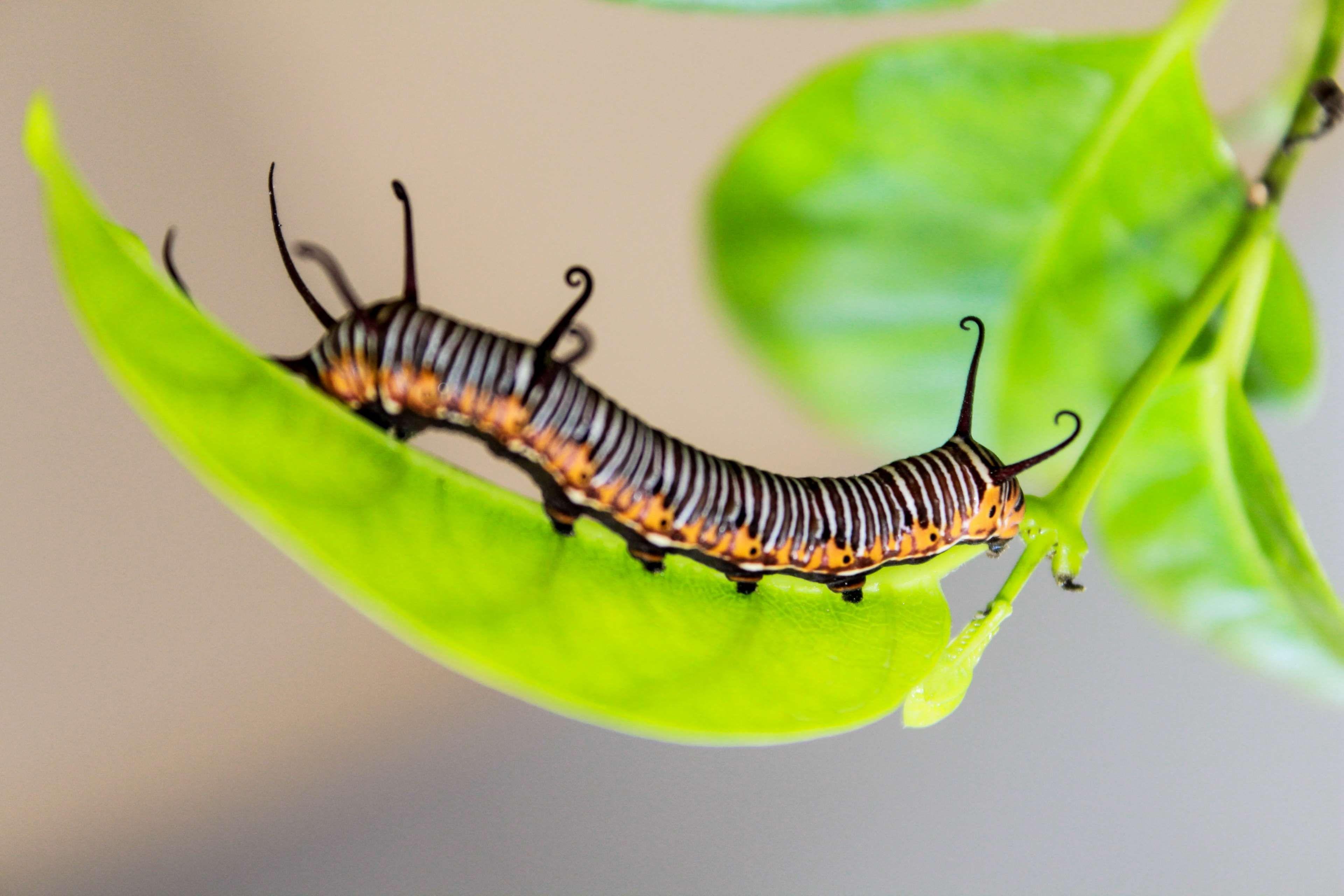 Beautiful Biology Wallpapers - Top Free Beautiful Biology Backgrounds ...