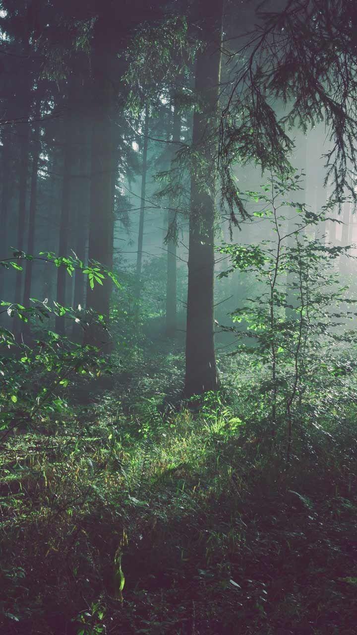 Forest HD Phone Wallpapers - Top Free Forest HD Phone Backgrounds ...
