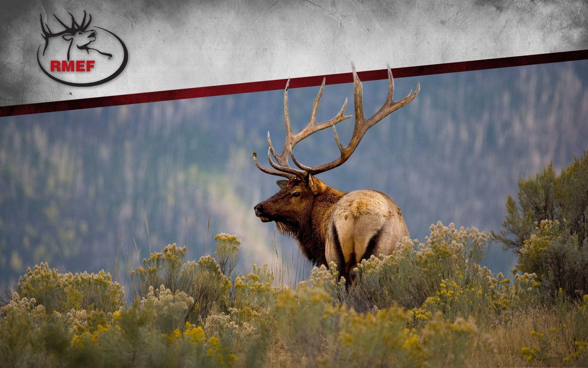 Rocky Mountain Elk Wallpapers - Top Free Rocky Mountain Elk Backgrounds ...