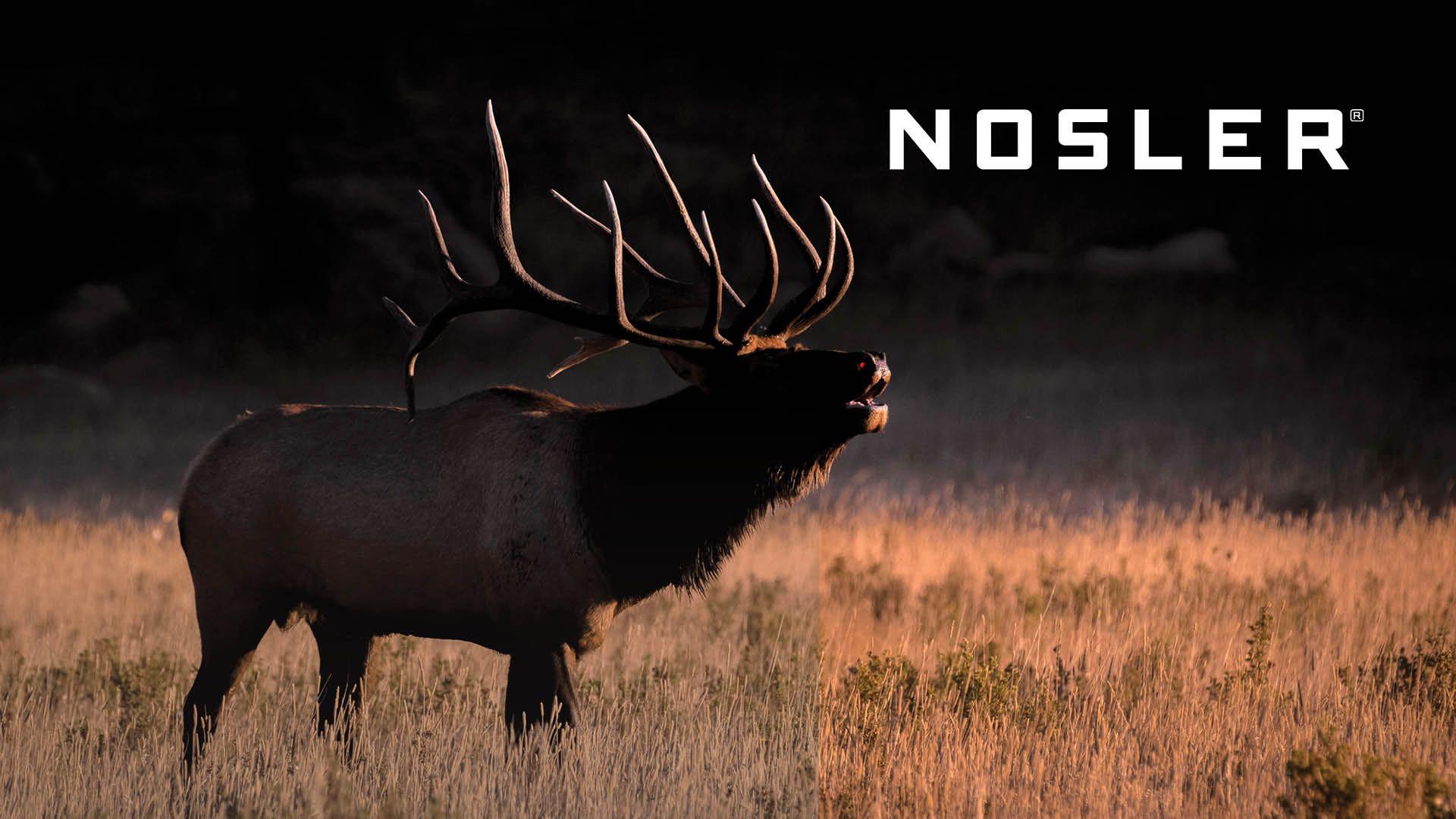 Rocky Mountain Elk Wallpapers - Top Free Rocky Mountain Elk Backgrounds ...