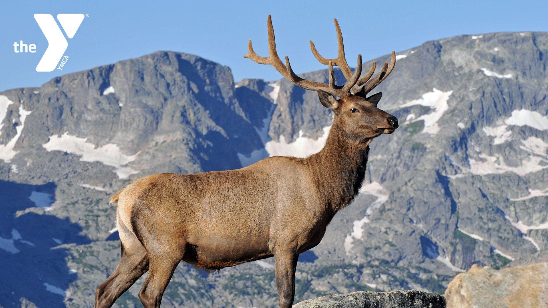 Rocky Mountain Elk Wallpapers - Top Free Rocky Mountain Elk Backgrounds ...
