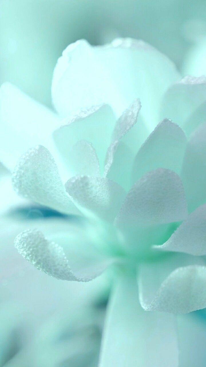 Mint Flower iPhone Wallpapers - Top Free Mint Flower iPhone Backgrounds ...