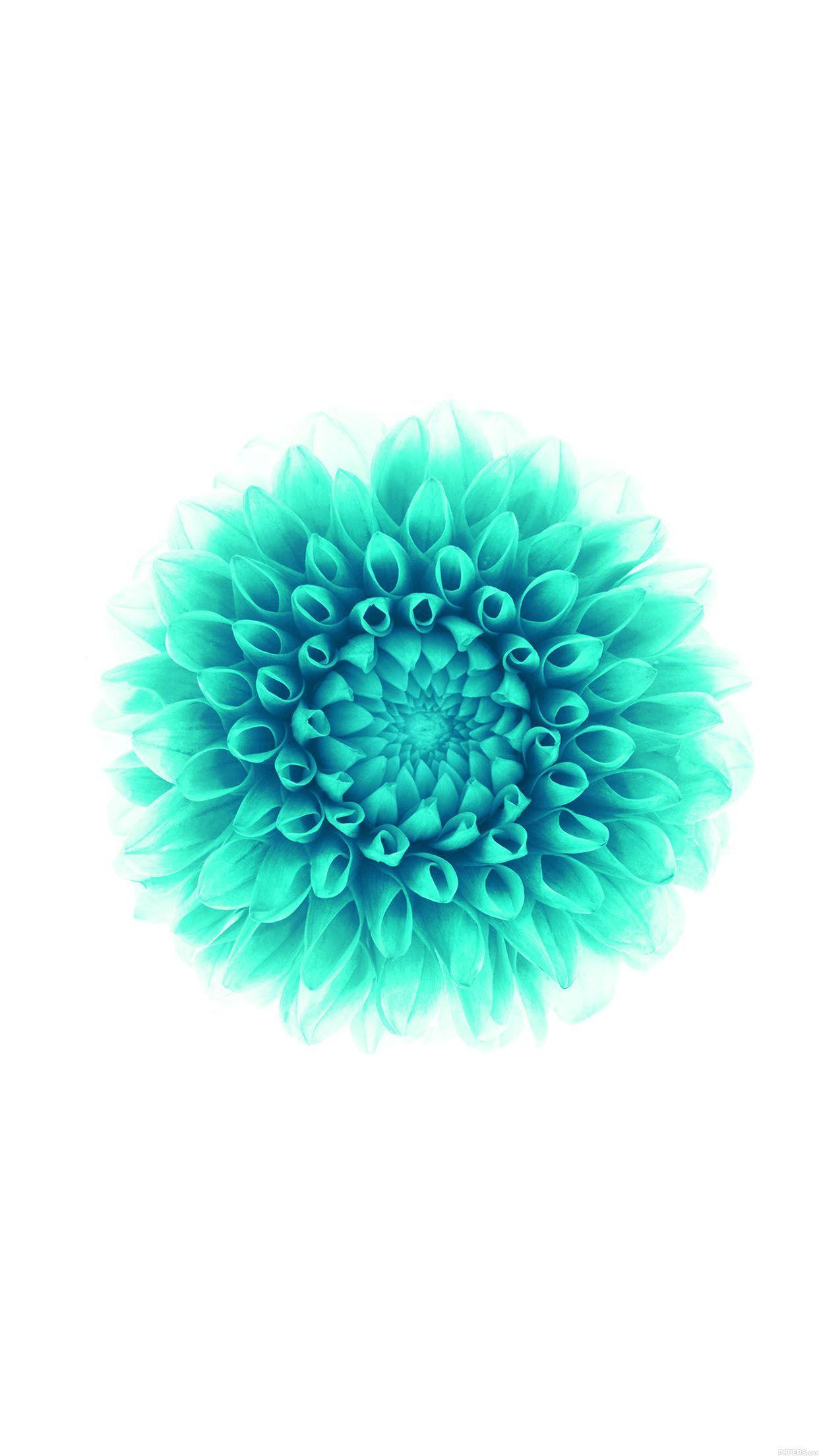 Turquoise Flower iPhone Wallpapers - Top Free Turquoise Flower iPhone ...