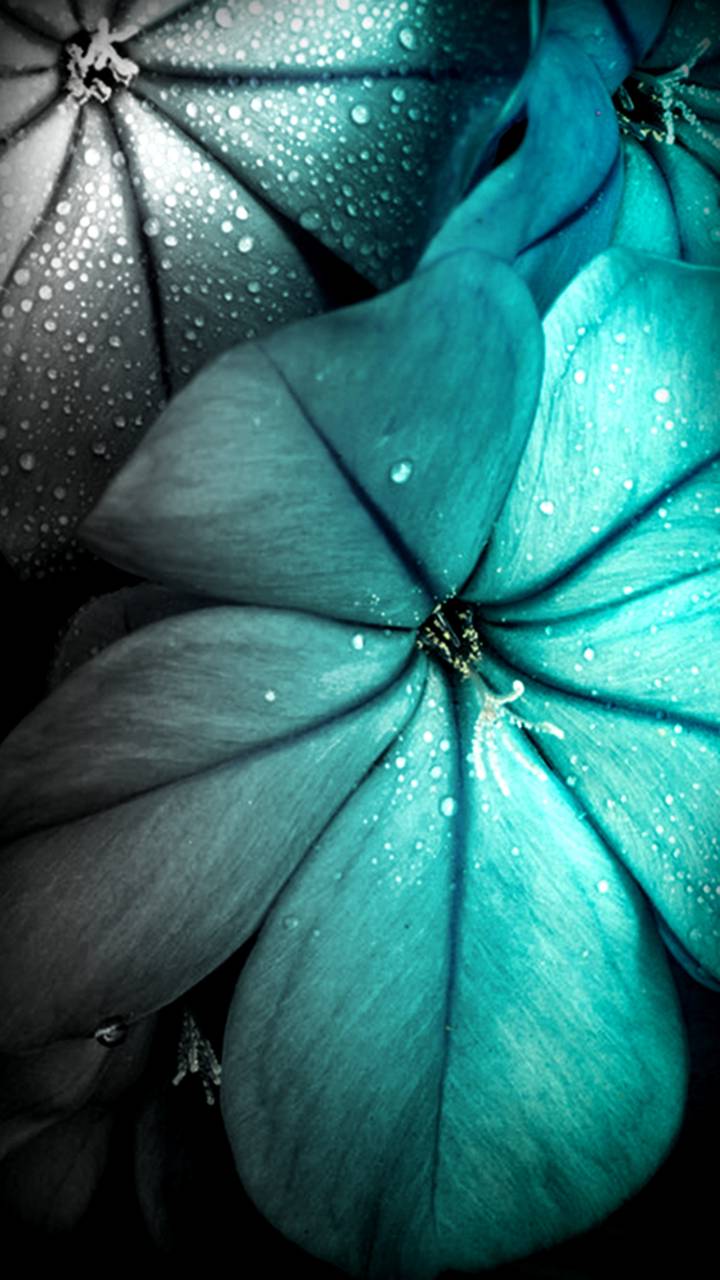Turquoise Flower iPhone Wallpapers - Top Free Turquoise Flower iPhone ...