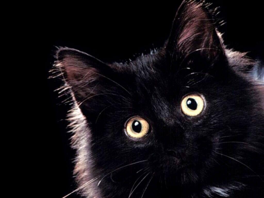 Cute Black Cat Computer Wallpapers - Top Free Cute Black Cat Computer ...