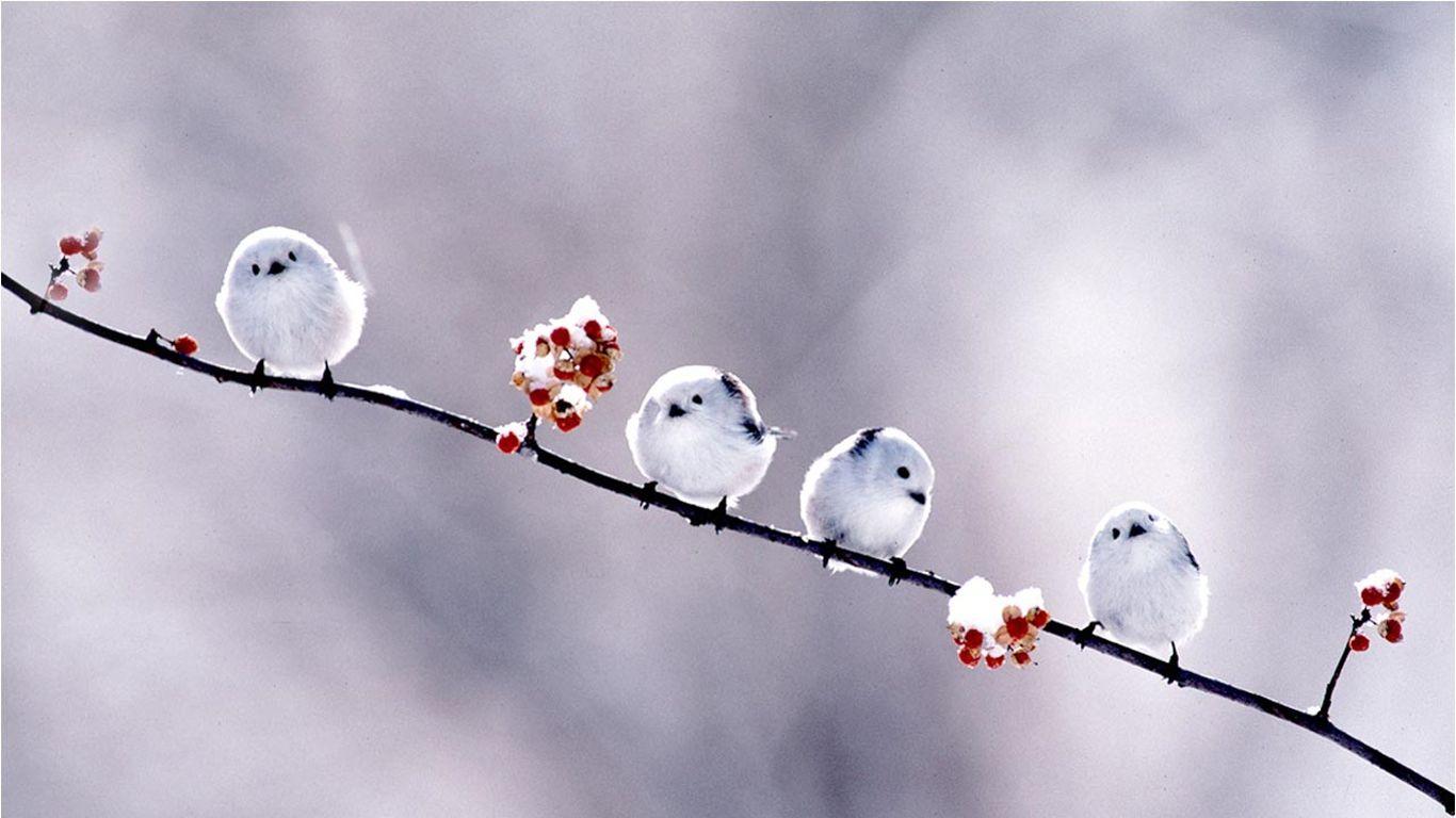 Winter Birds Wallpapers - Top Free Winter Birds Backgrounds ...