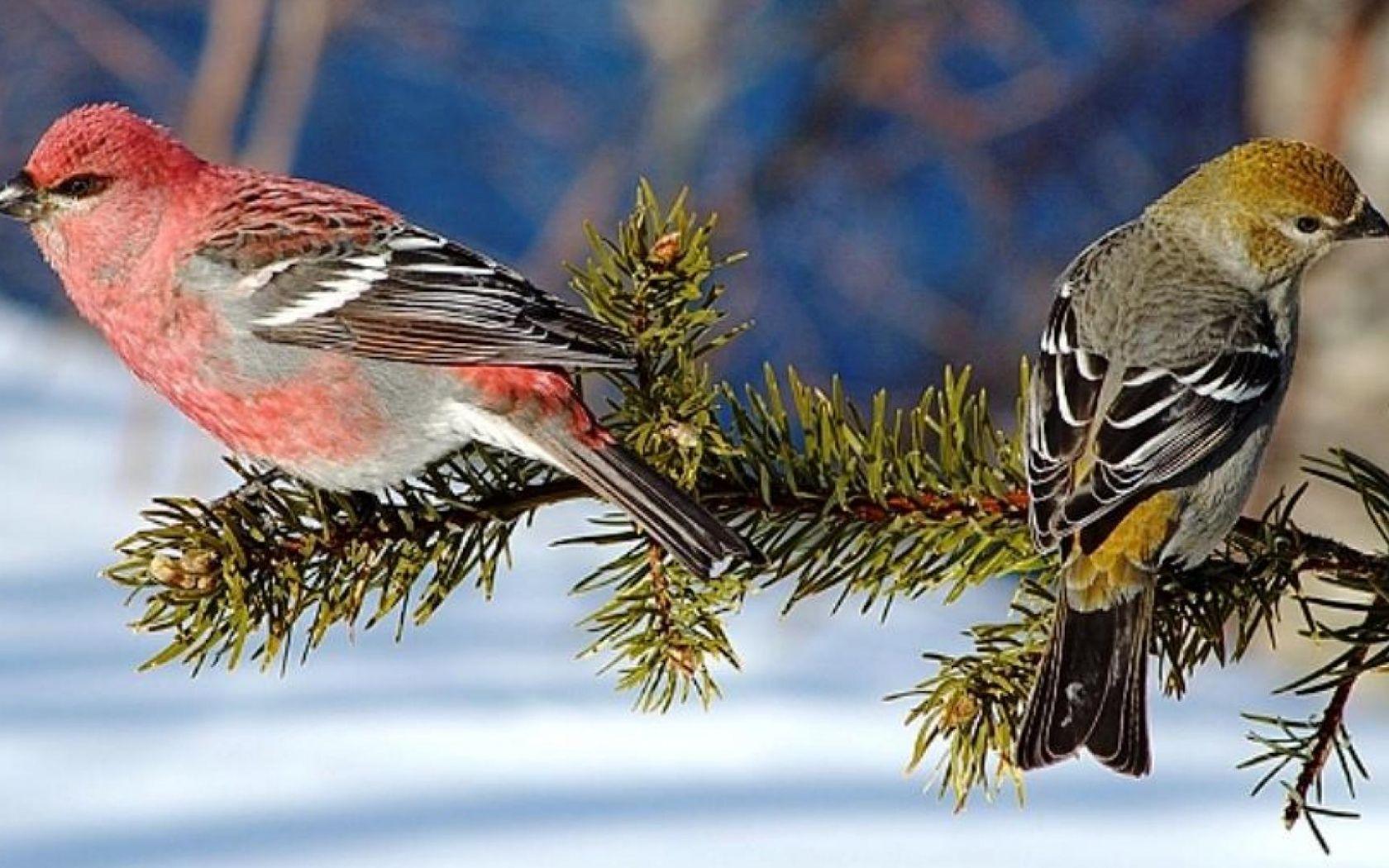 Winter Birds Wallpapers - Top Free Winter Birds Backgrounds ...