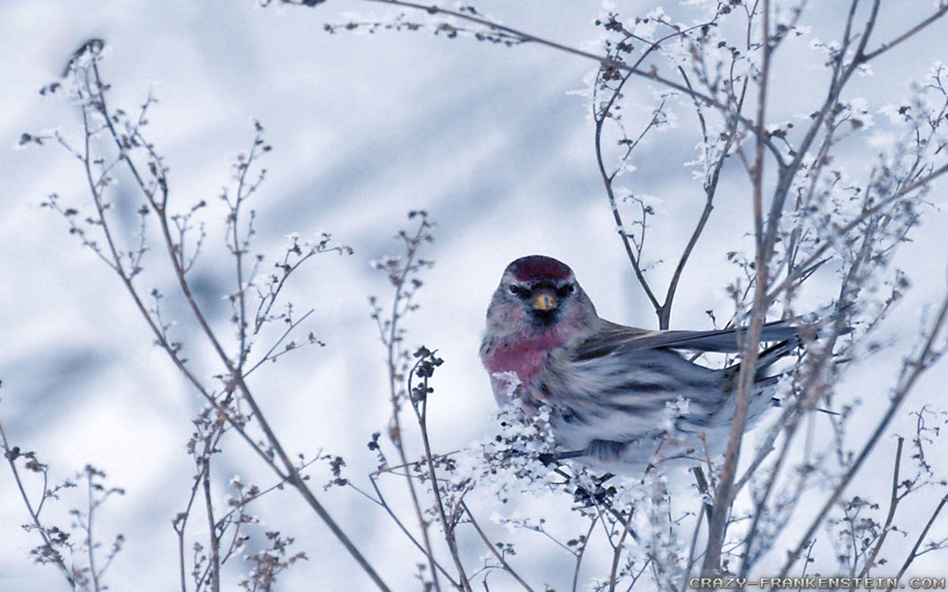 Winter Birds Wallpapers - Top Free Winter Birds Backgrounds ...