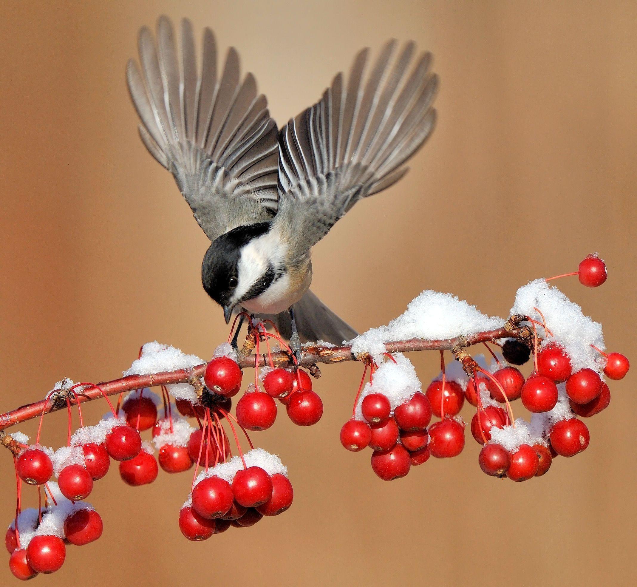Winter Birds Wallpapers - Top Free Winter Birds Backgrounds ...