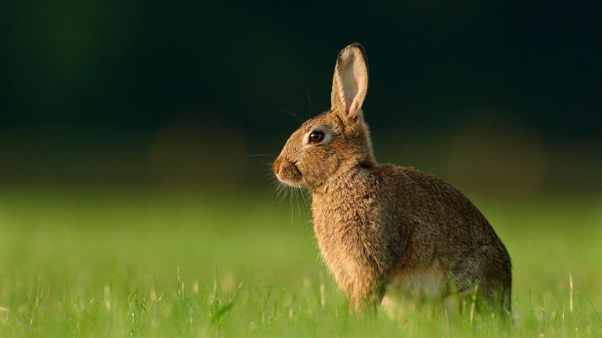 Rabbit Animal Wallpapers - Top Free Rabbit Animal Backgrounds ...