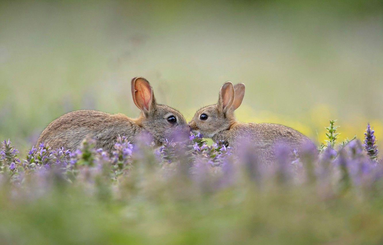 Wild Rabbit Wallpapers - Top Free Wild Rabbit Backgrounds - WallpaperAccess