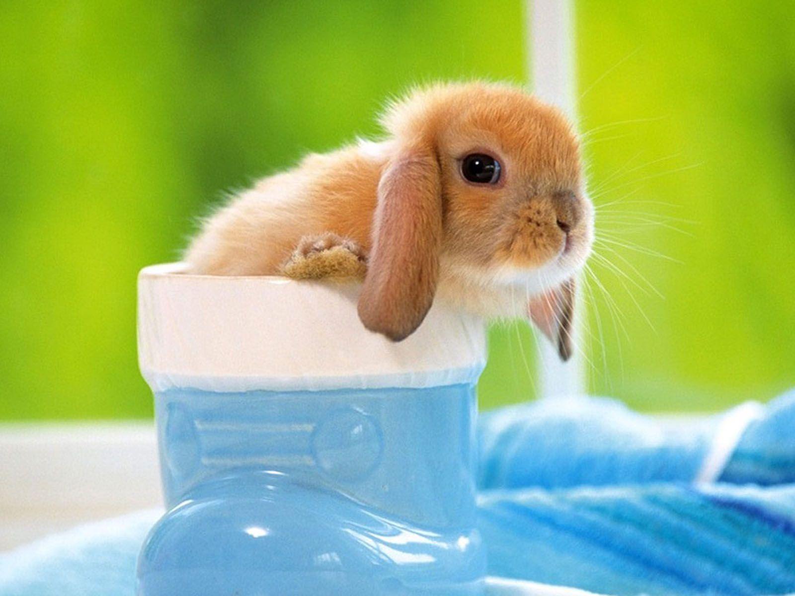 Funny Rabbit Wallpapers - Top Free Funny Rabbit Backgrounds ...
