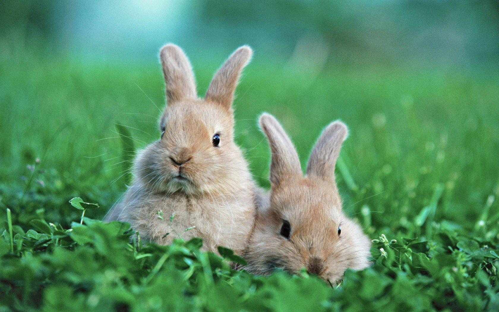 Funny Rabbit Wallpapers - Top Free Funny Rabbit Backgrounds ...