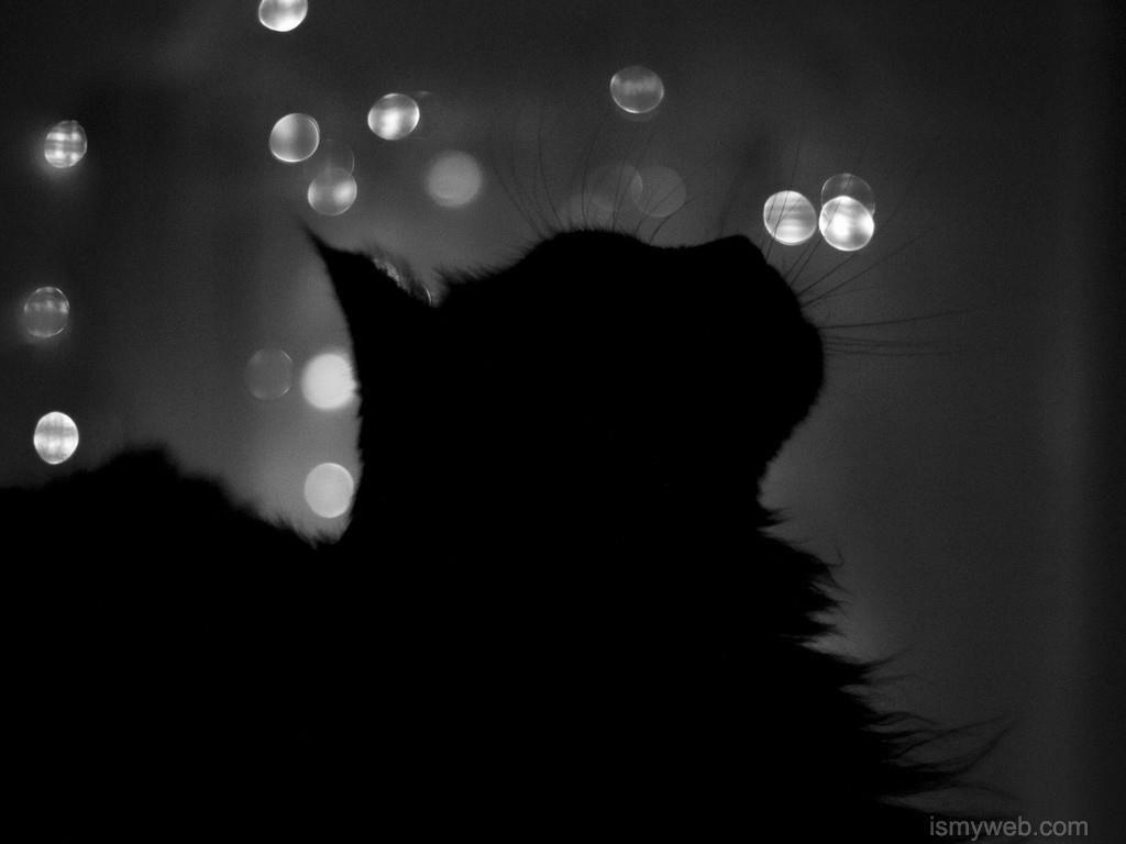 Cute Black Cat Computer Wallpapers - Top Free Cute Black Cat Computer ...