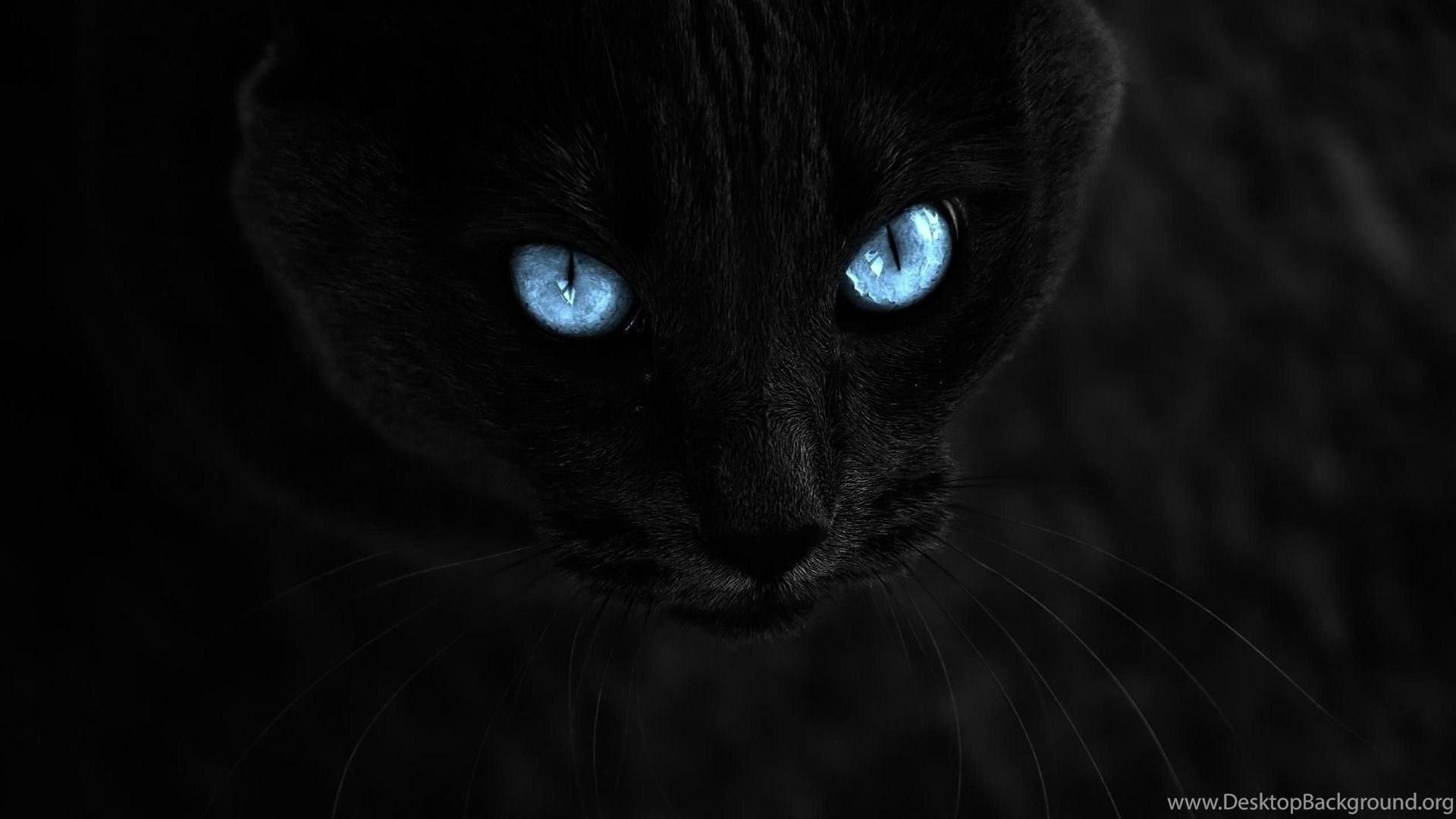 Cute Black Cat Computer Wallpapers Top Free Cute Black Cat Computer Backgrounds Wallpaperaccess