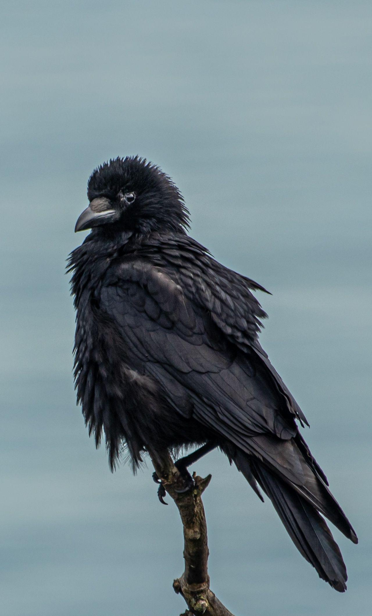 Crow 4K Wallpapers - Top Free Crow 4K Backgrounds - WallpaperAccess