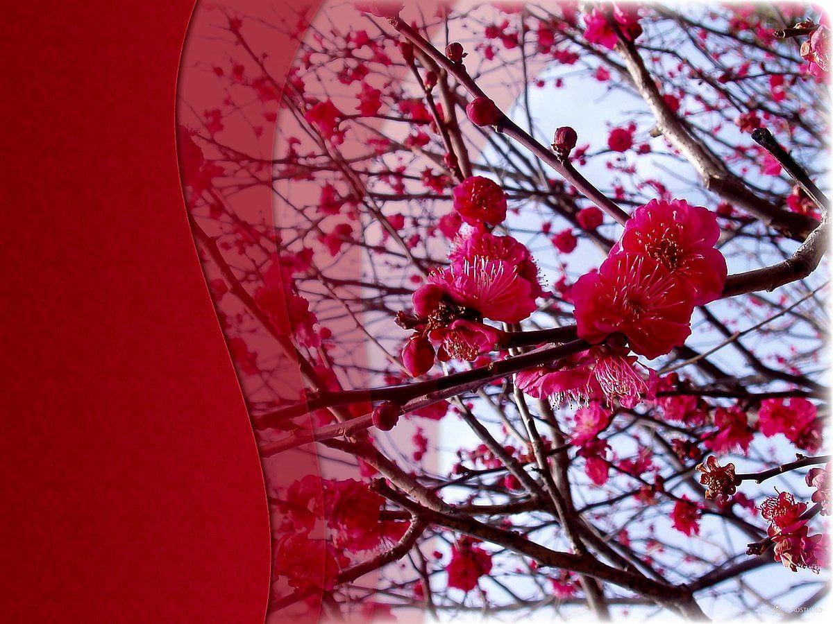 Red Cherry Blossom Wallpapers - Top Free Red Cherry Blossom Backgrounds ...