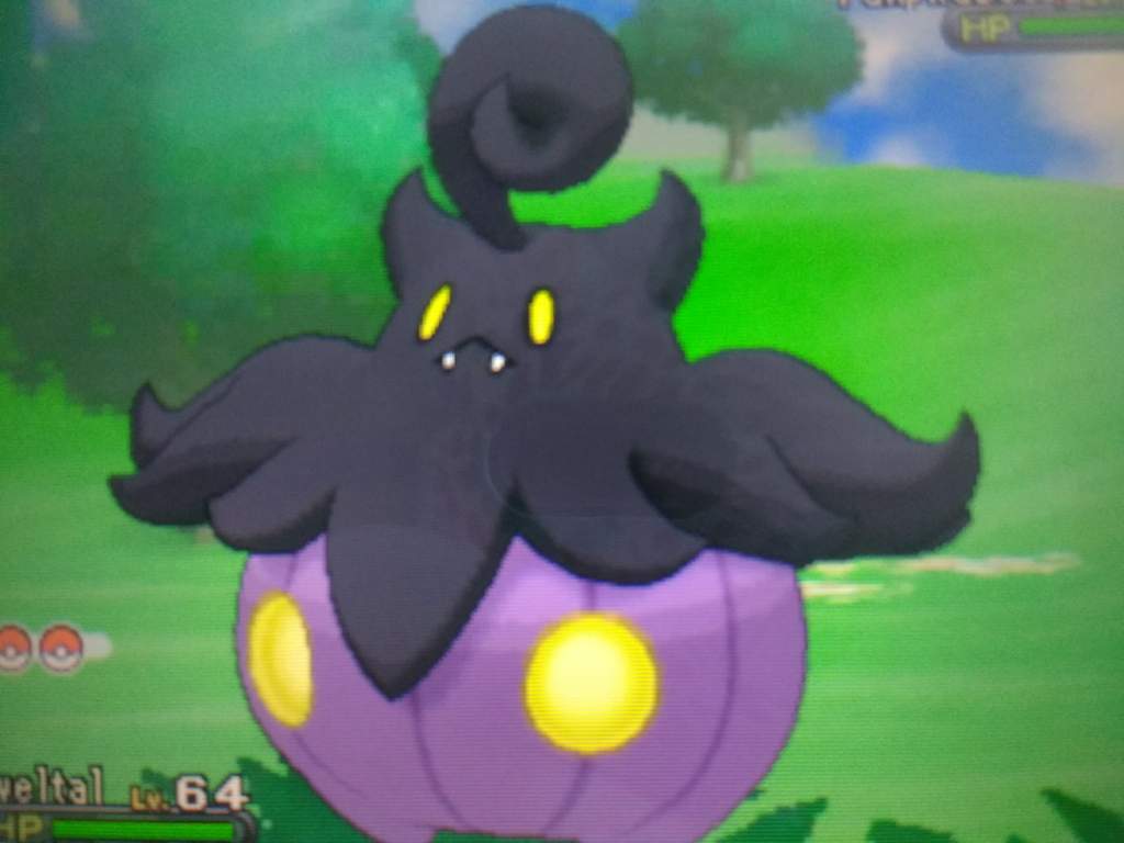 Pumpkaboo Wallpapers - Top Free Pumpkaboo Backgrounds - WallpaperAccess