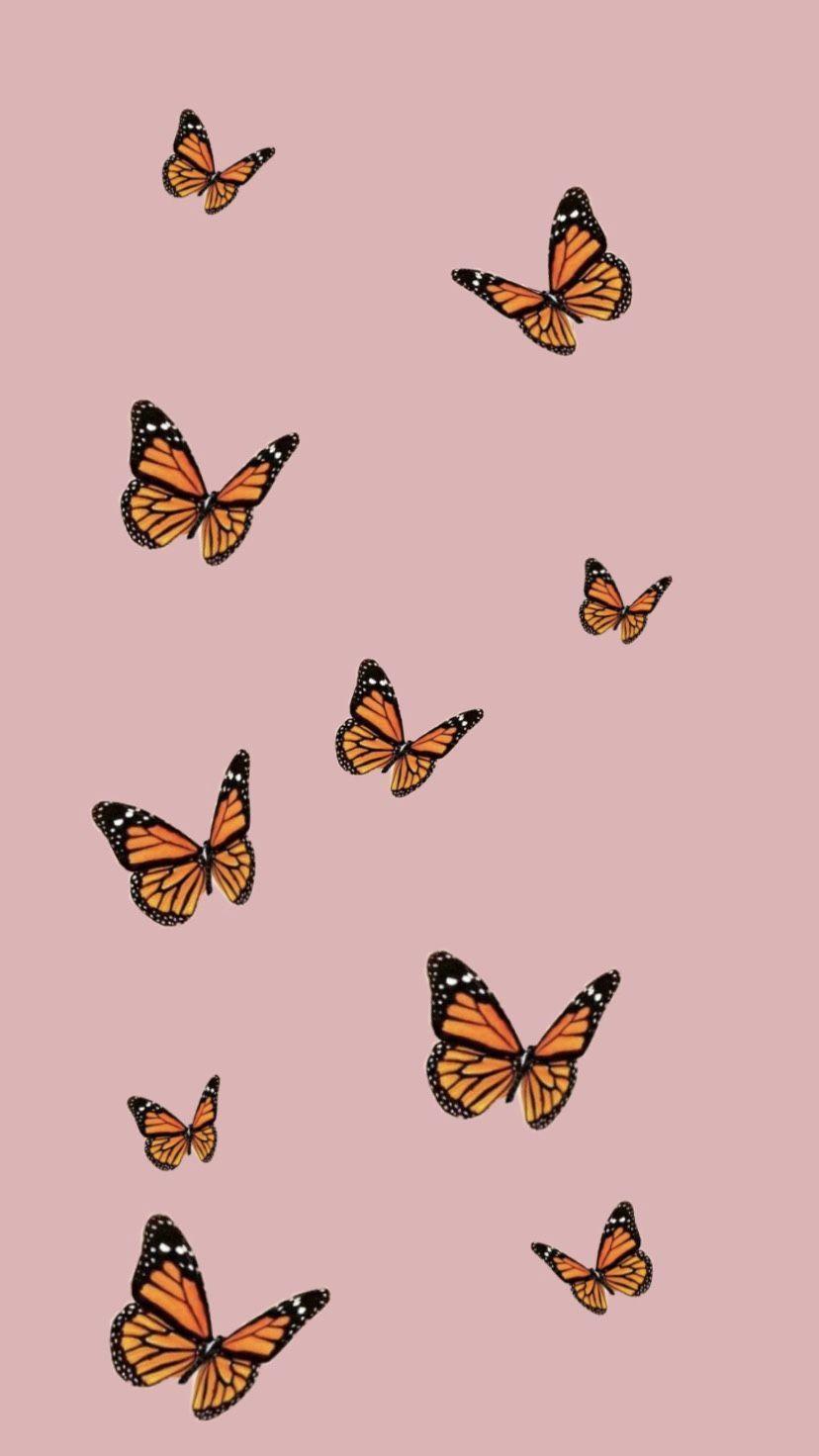 Fall Butterfly Wallpapers - Top Free Fall Butterfly Backgrounds ...