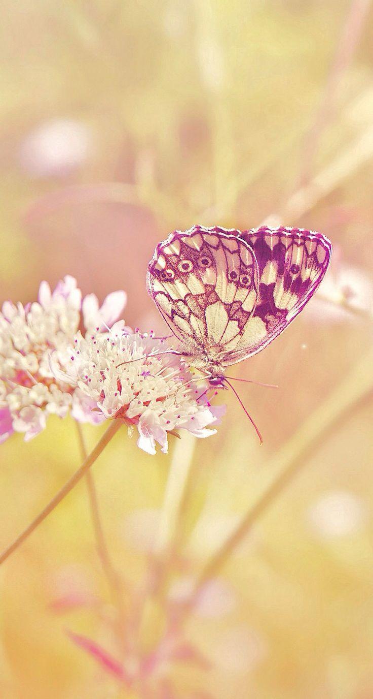 Fall Butterfly Wallpapers - Top Free Fall Butterfly Backgrounds ...