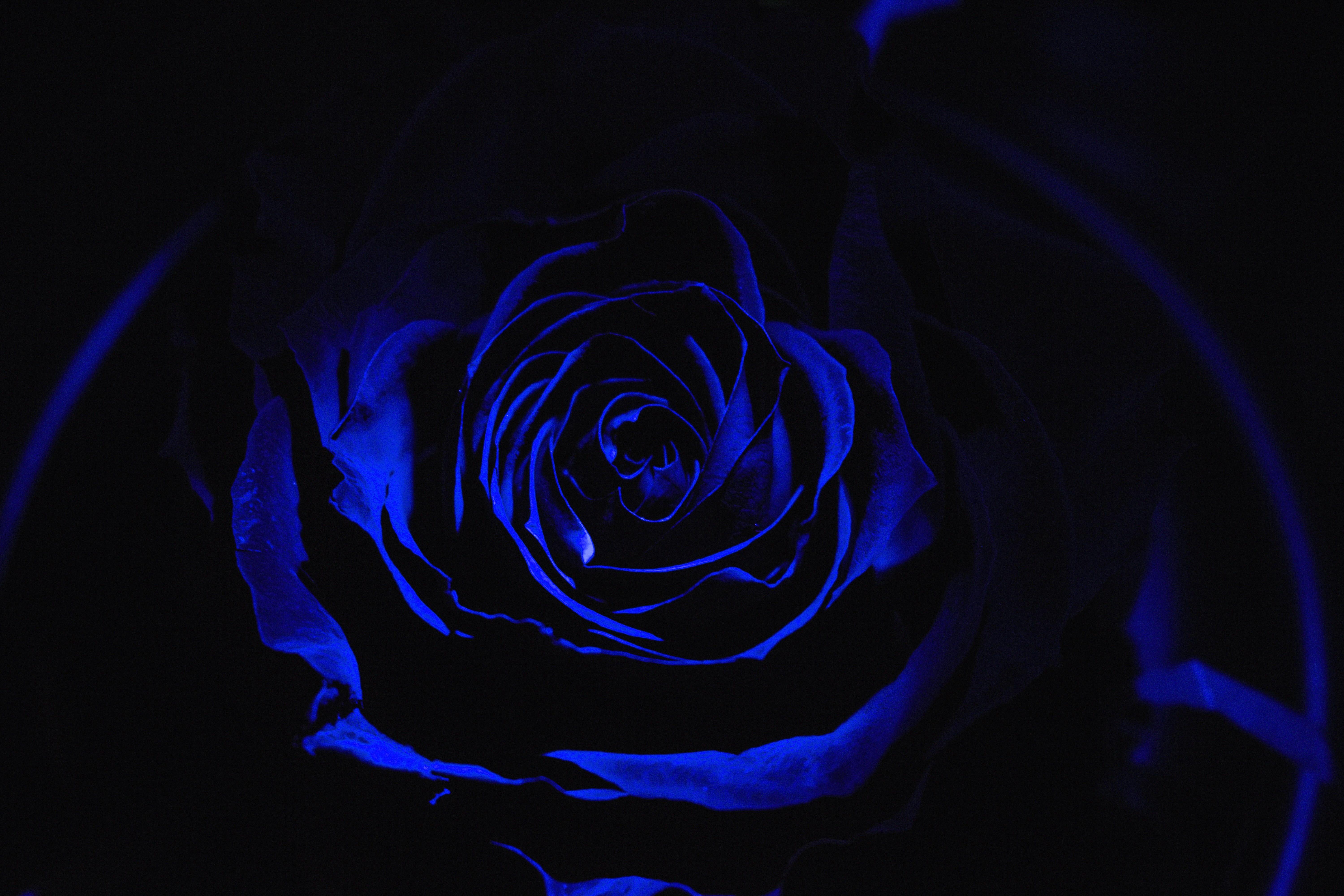 Black Blue Flower Wallpapers - Top Free Black Blue Flower Backgrounds ...