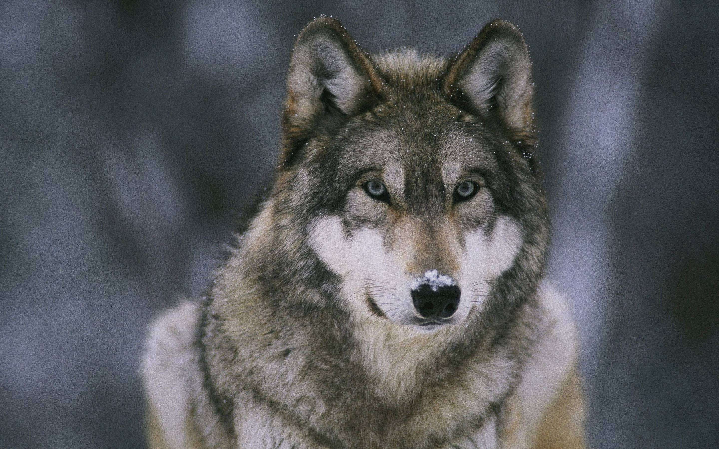 Gray Wolf HD Wallpapers - Top Free Gray Wolf HD Backgrounds ...
