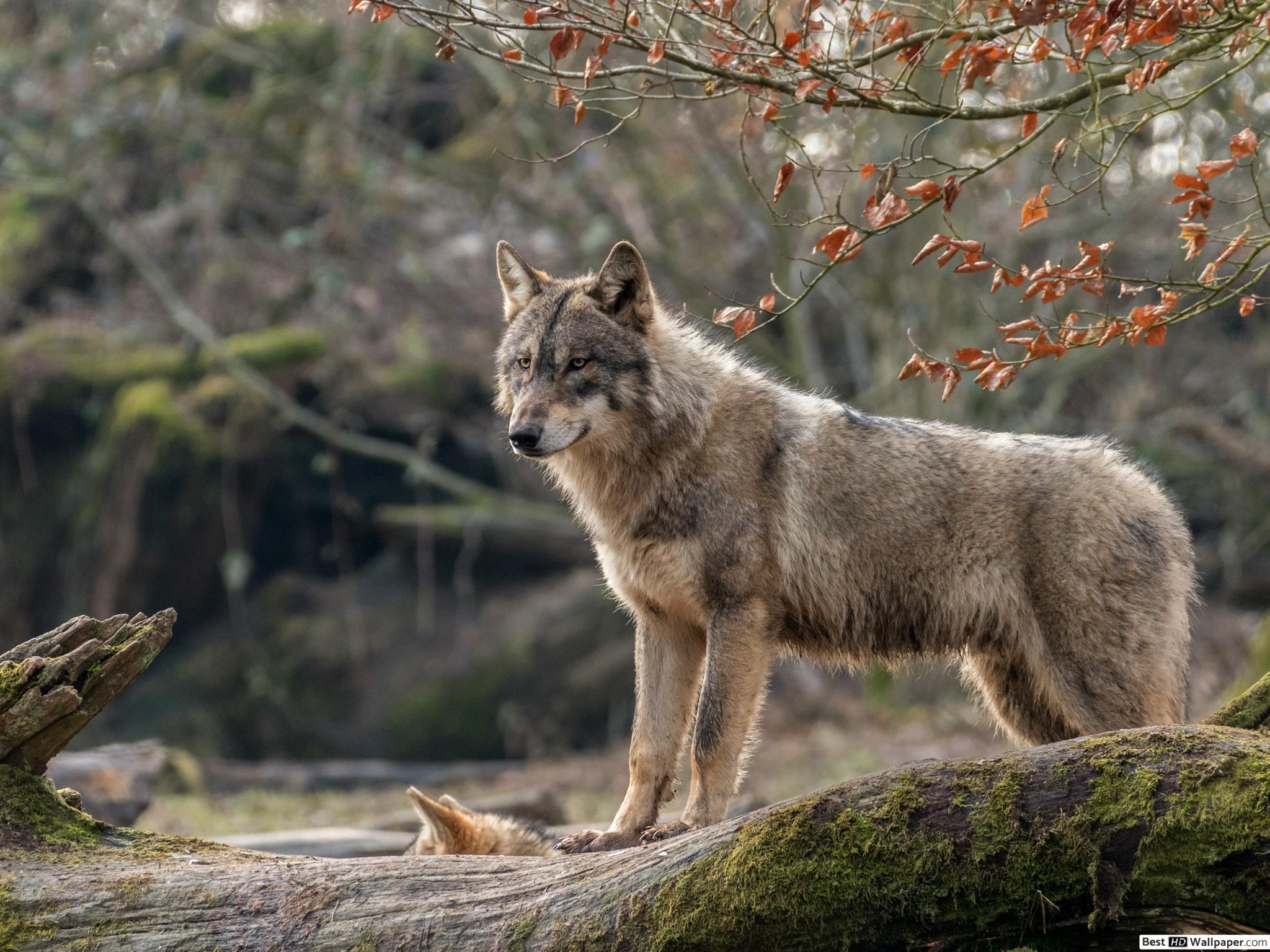 Gray Wolf HD Wallpapers - Top Free Gray Wolf HD Backgrounds ...